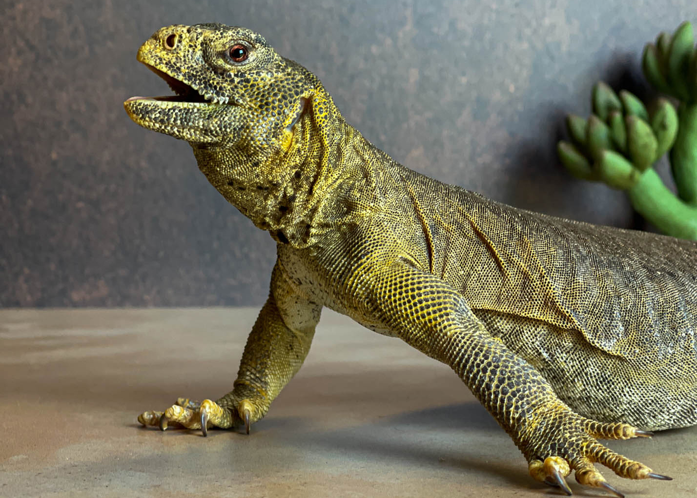 Pet Titer Testing Martin, Union City, Troy | Veterinary Home Healthcare