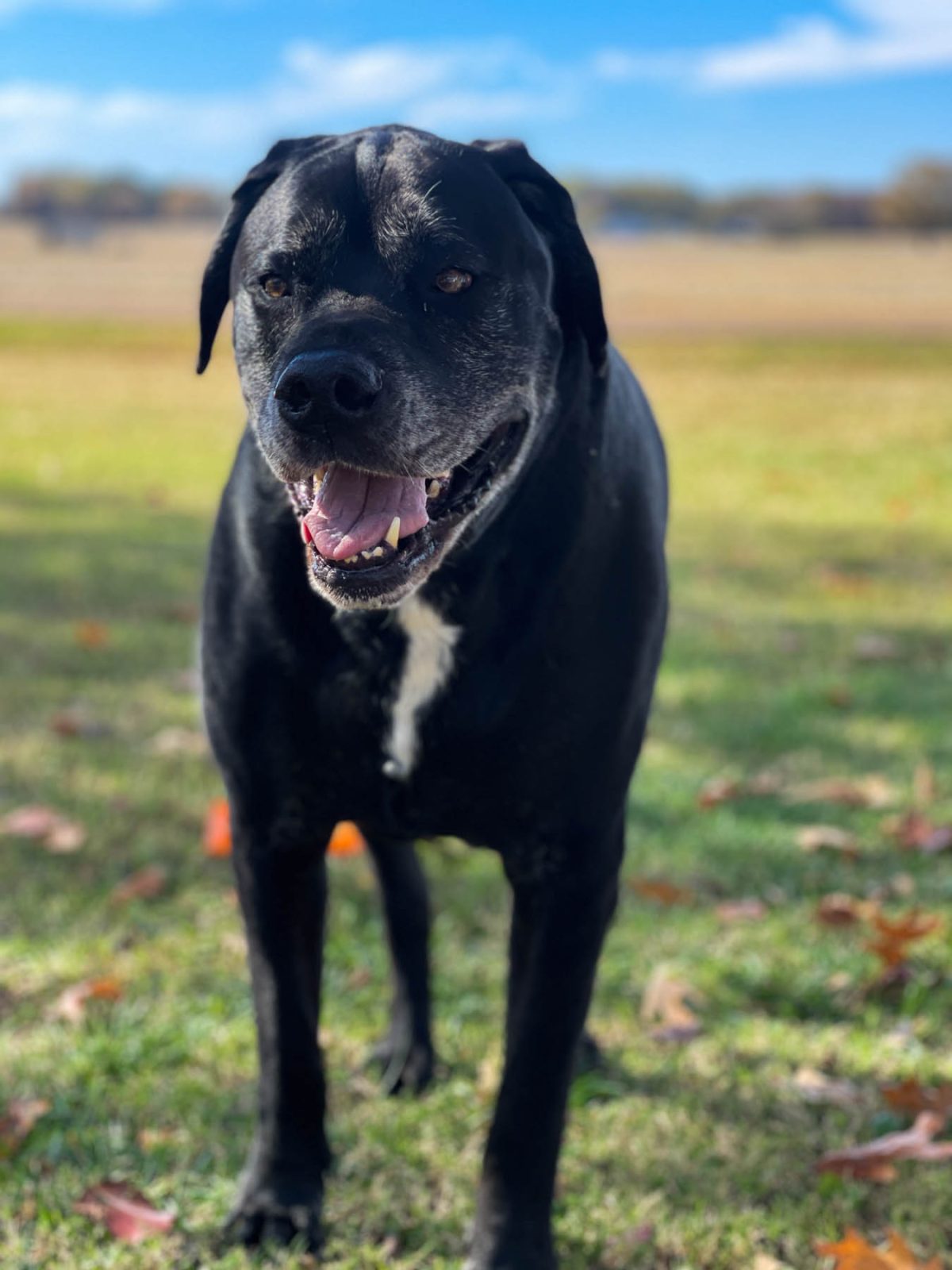 Pet Titer Testing Martin, Union City, Troy | Veterinary Home Healthcare